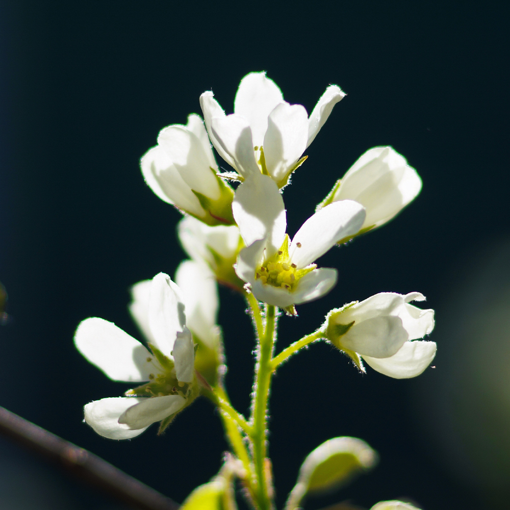 Abyssinian Oil Super Serum for Eye and Deep Lines 30ML | Vegan Skincare ...